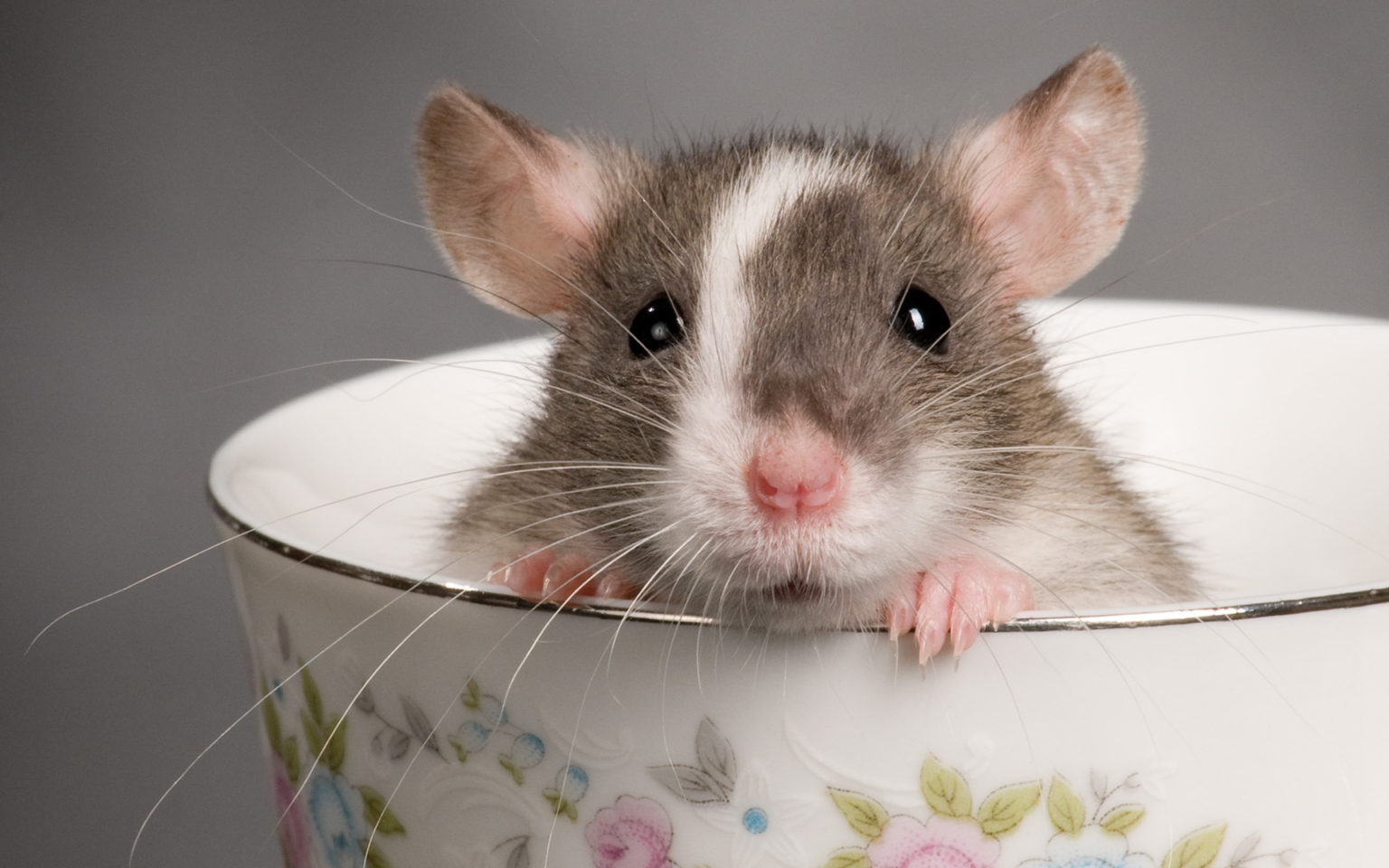 Rodent Management – PRS Labs